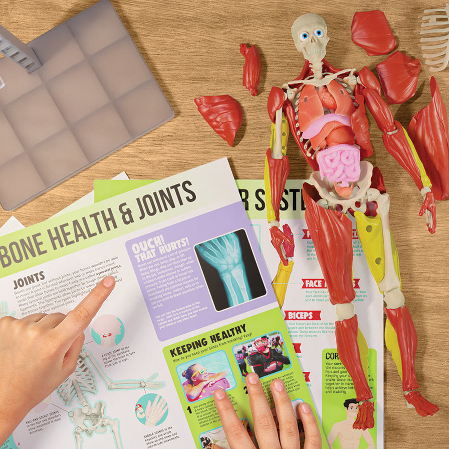 Interactive Human Body — Outset Media