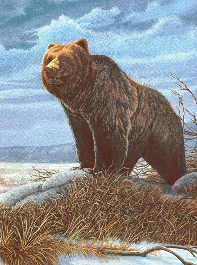 PBN Grizzly Bear | Must order in multiples of 3* per SKU — Outset Media